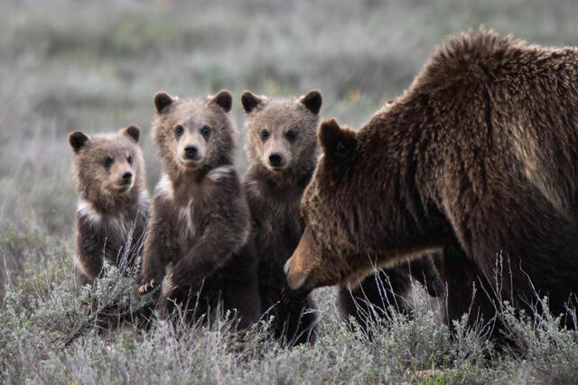 Grizzly 399 | Craig Goodwin Photography