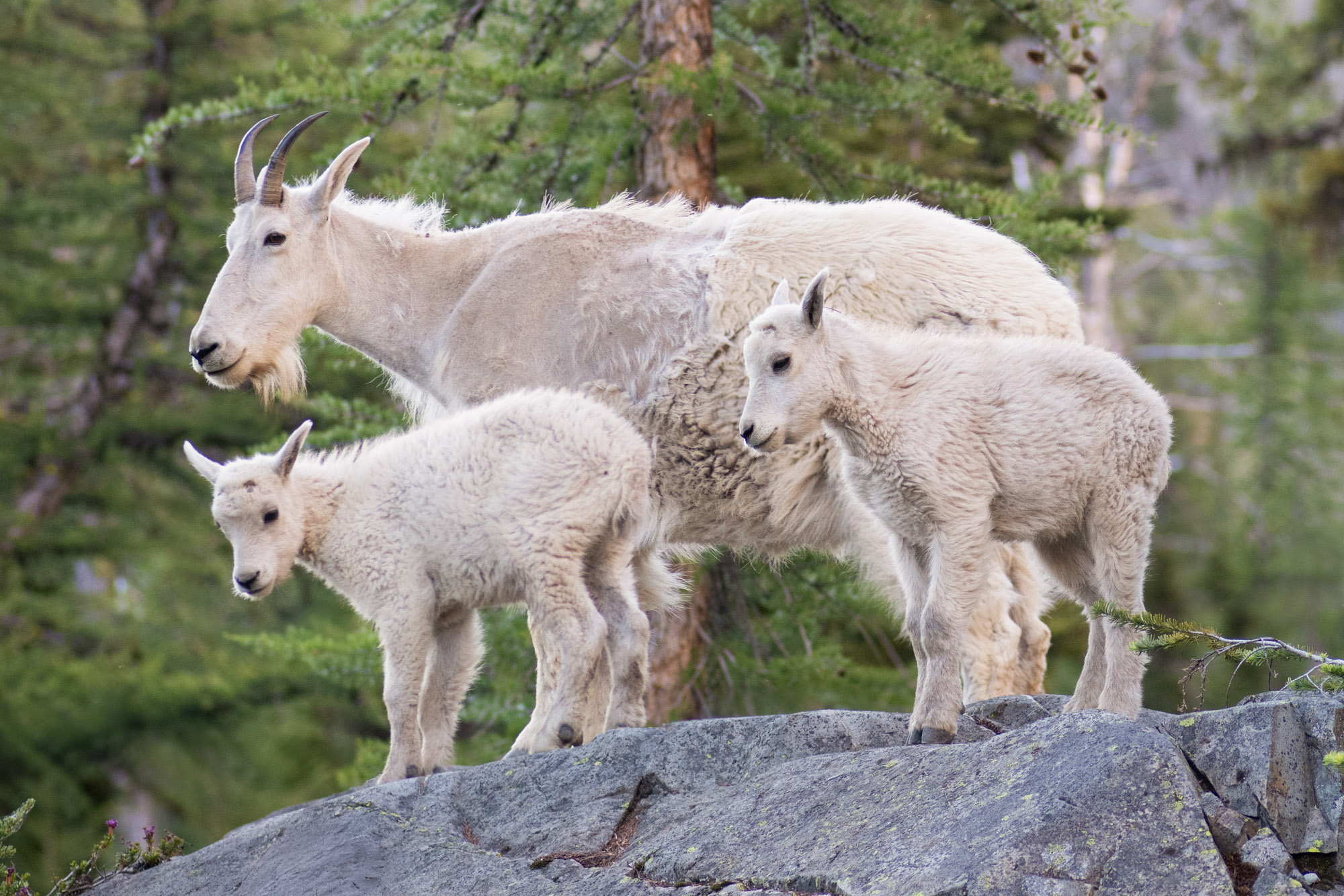 Mountain Goat Family Portrait | Blue Lake, North Cascades, Washington ...